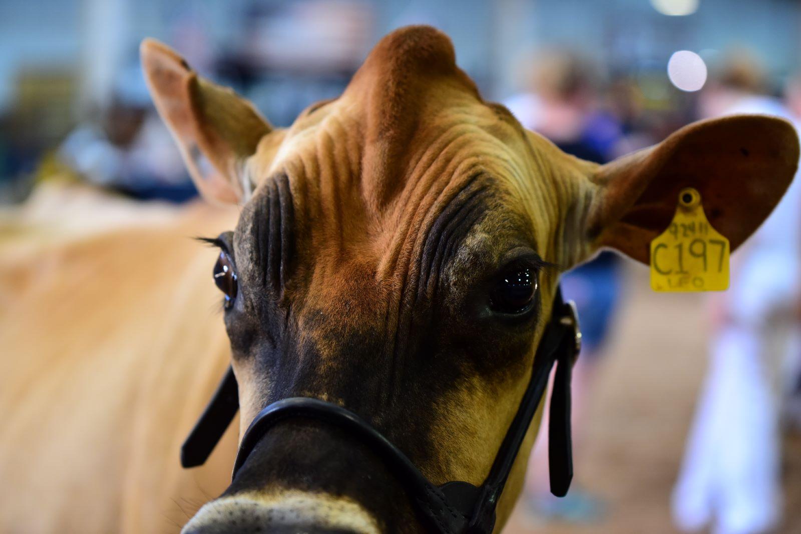 Livestock - OK State Fair