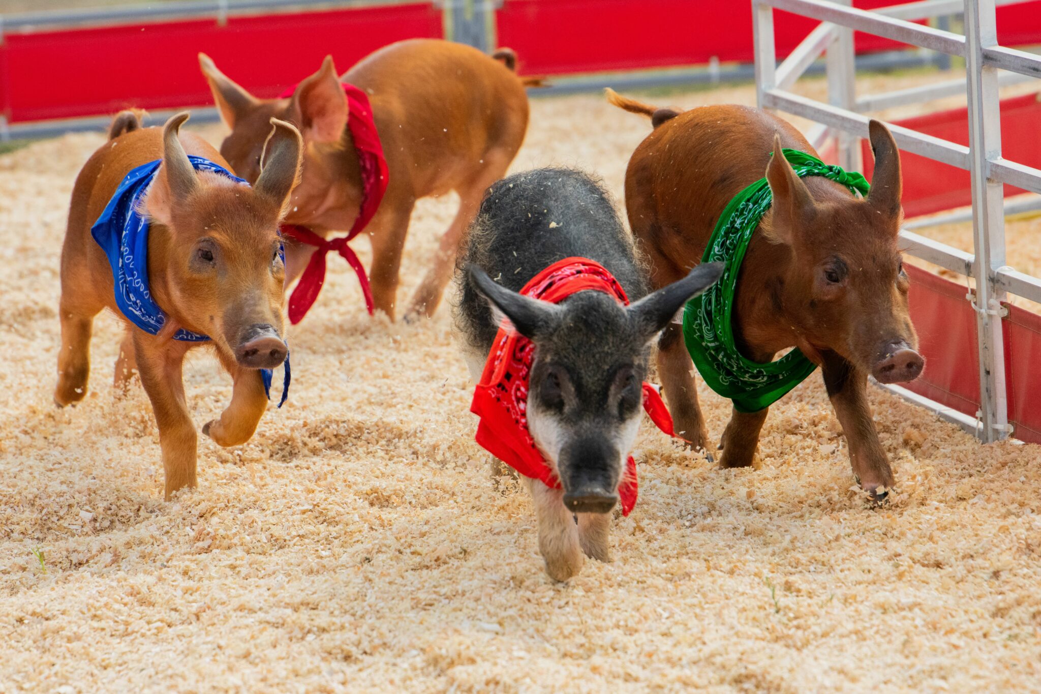 Shows - OK State Fair