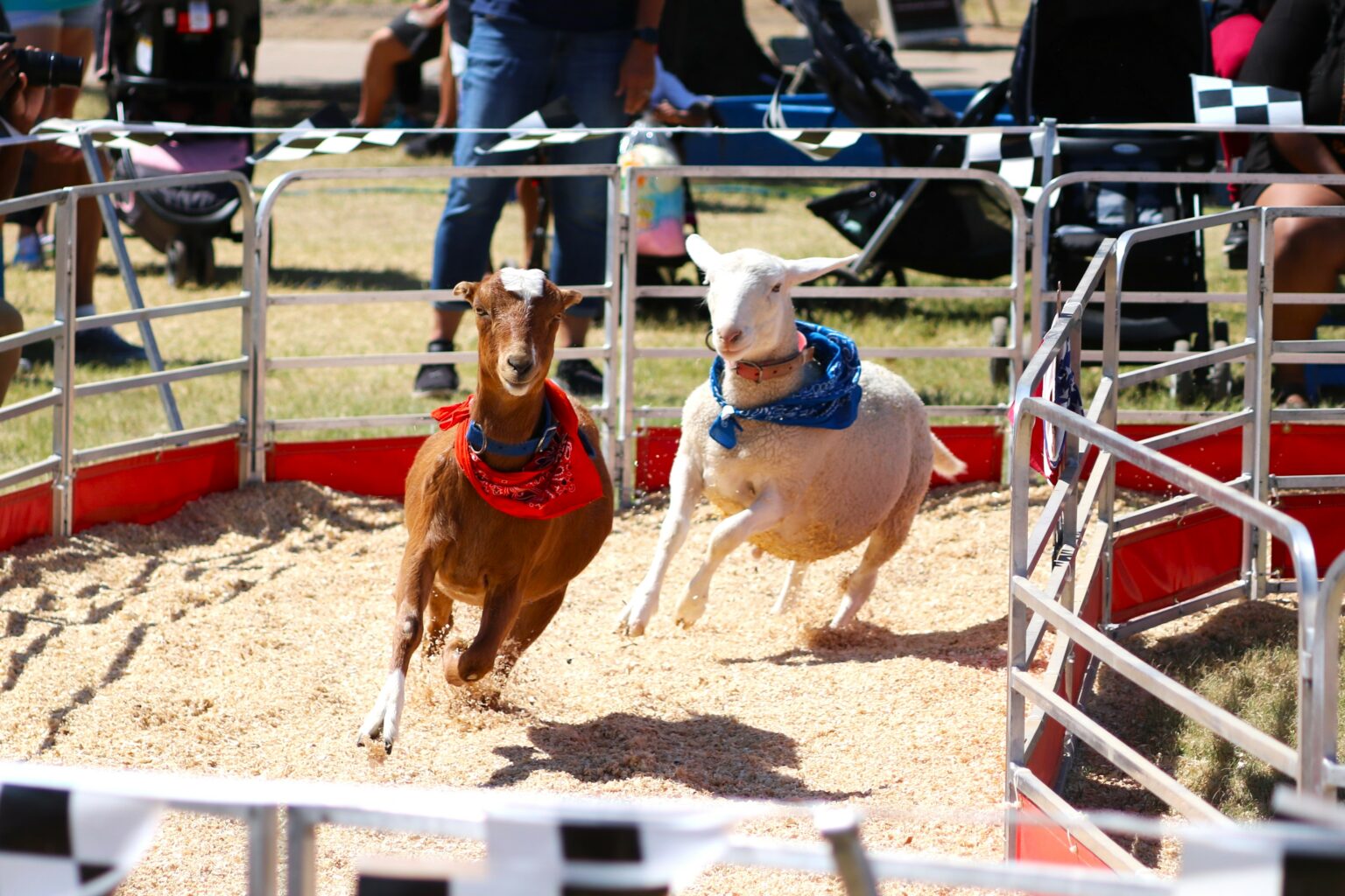 Shows - OK State Fair